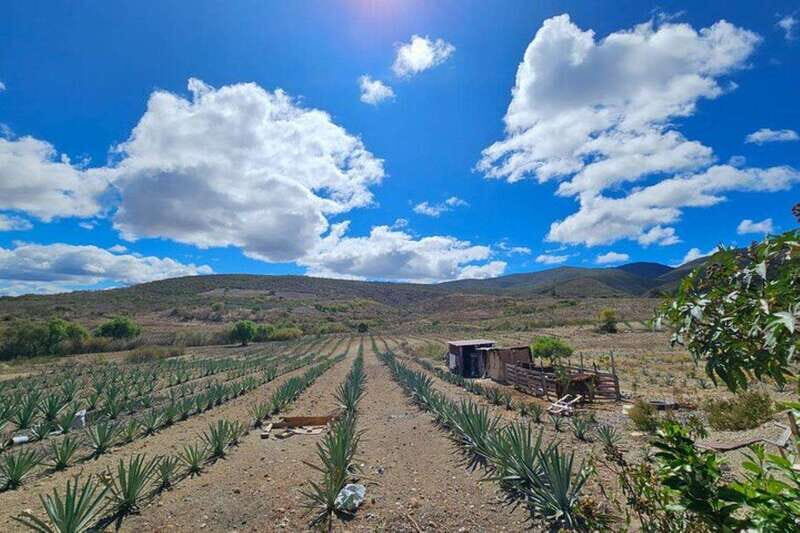Oaxaca: Private Lunch in Maguey Fields with Mezcal Tasting - The Mezcal Tasting: A Deep Dive into a Mexican Classic