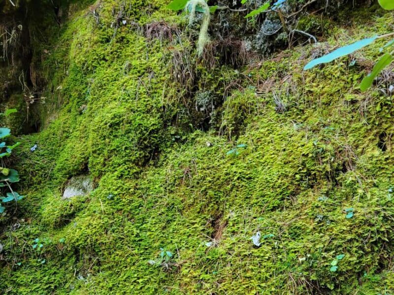 Oaxaca: Sierra Norte Ixtepeji Guided Hike & Lunch, Half-Day - Who Is This Tour Best For?