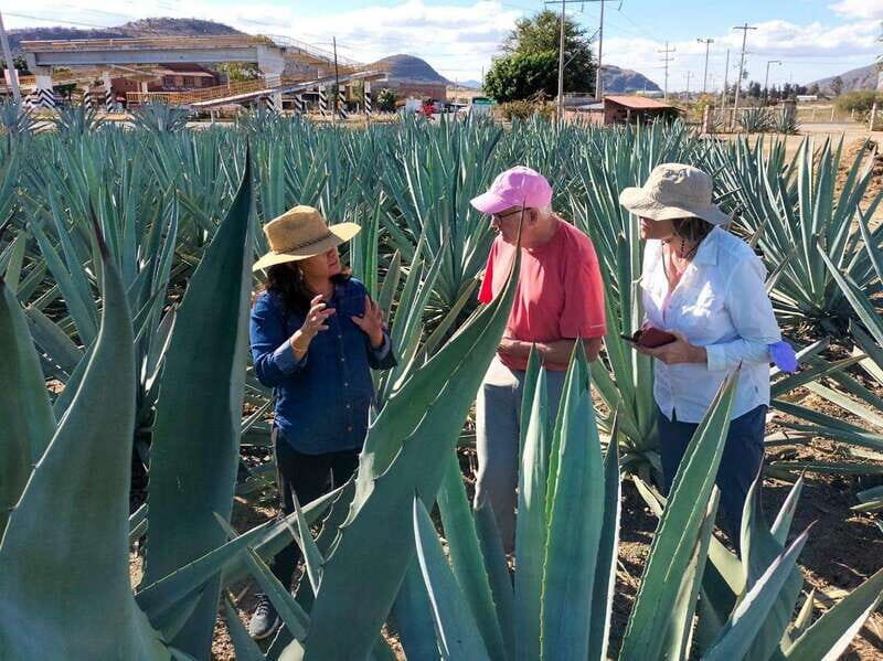 Oaxaca: Zapotec Roots, Mezcal and Textiles Tour - FAQs