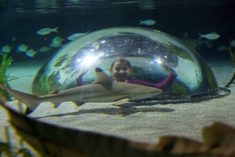 Oberhausen: SEA LIFE Oberhausen Entry Ticket - Conservation and Education: Turtle Ranger Week