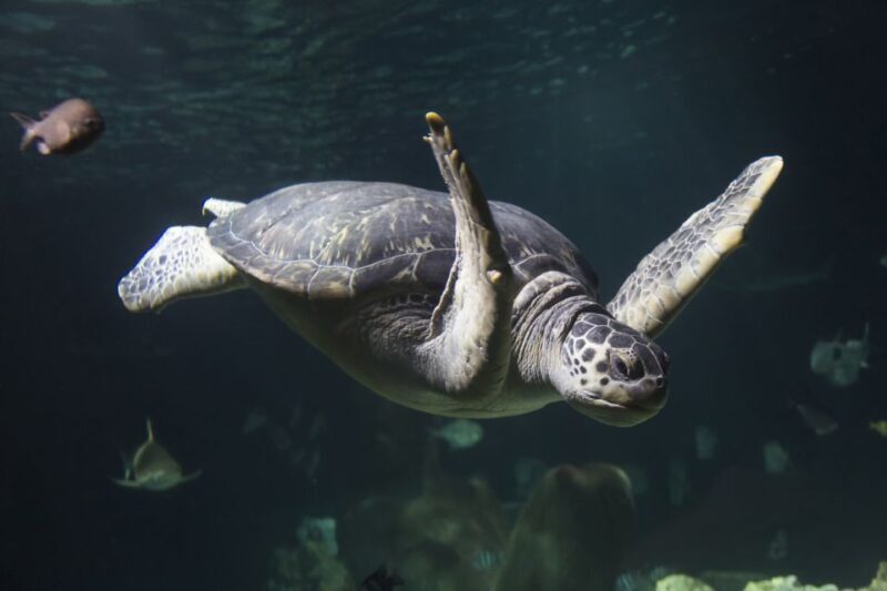 Oberhausen: SEA LIFE Oberhausen Entry Ticket - Marine Biodiversity and Interactive Exhibits