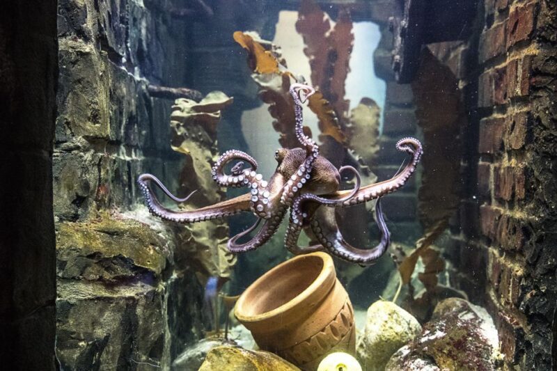 Oberhausen: SEA LIFE Oberhausen Entry Ticket - Practical Details: Timing, Accessibility, and Tips