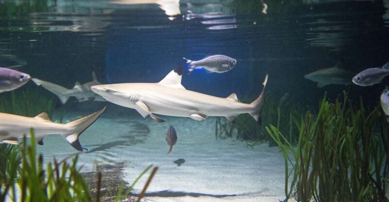 Oberhausen: SEA LIFE Oberhausen Entry Ticket - Authentic Reviews and What Visitors Say