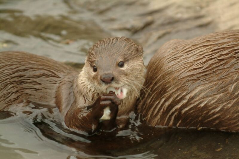 Oberhausen: SEA LIFE Ticket and Behind the Scenes Tour - What to Expect When You Book