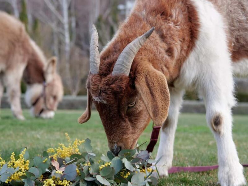 Oberon: Breaky with The Crew - Animal Lover Experience! - Key Points