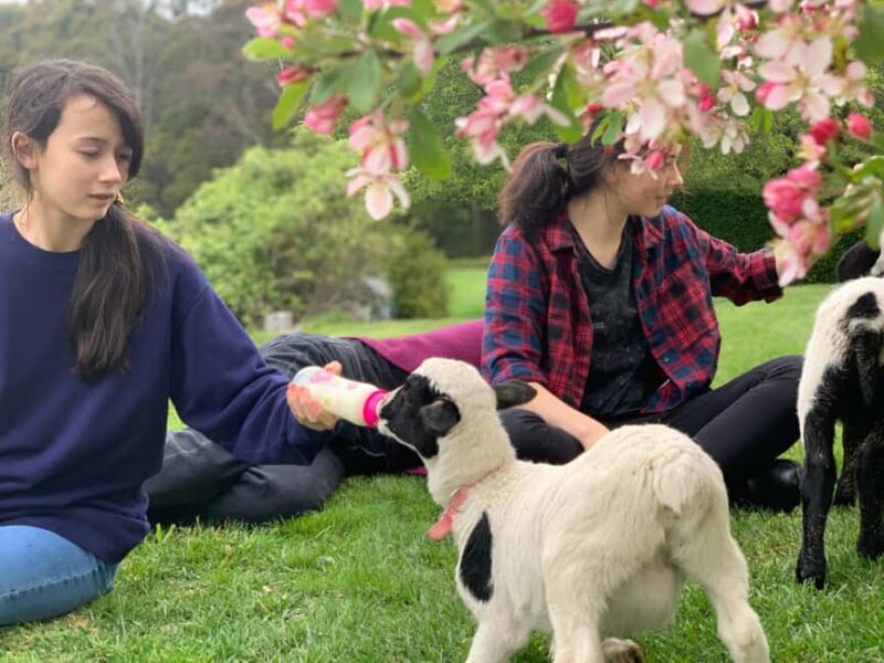 Oberon: Breaky with The Crew - Animal Lover Experience! - A Practical Look at What to Expect