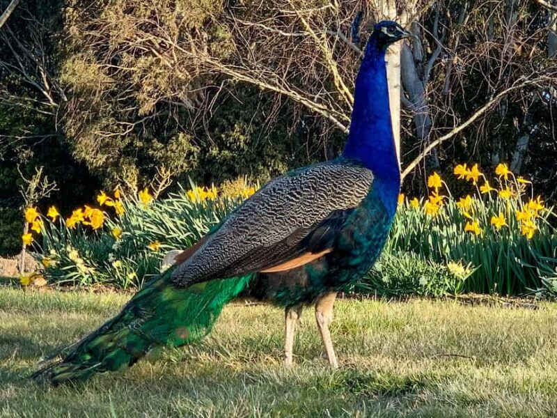 Oberon: Breaky with The Crew - Animal Lover Experience! - Who Should Consider This Tour?