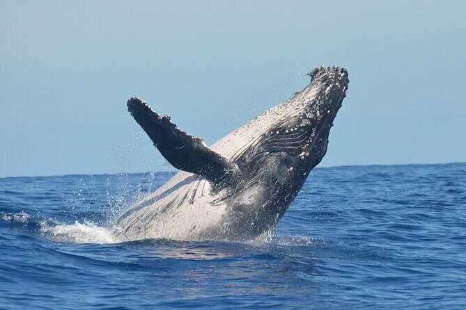 Observation DE Marine Mammals Dolphins and Ballenas EN Huatulco - Who Will Enjoy This Tour?