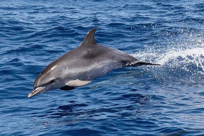 Observation DE Marine Mammals Dolphins and Ballenas EN Huatulco - Frequently Asked Questions