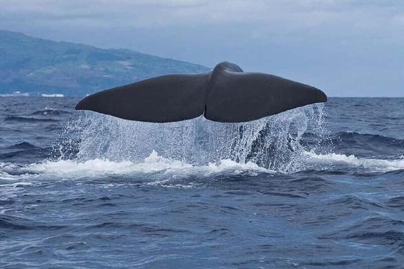Observation of whales and dolphins in island Pico - Key Points