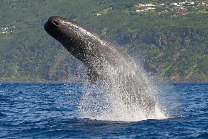 Observation of whales and dolphins in island Pico - An In-depth Look at the Experience