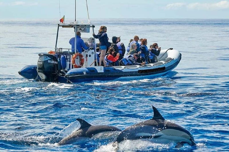 Observation of whales and dolphins in island Pico - Practical Details and Tips for Travelers