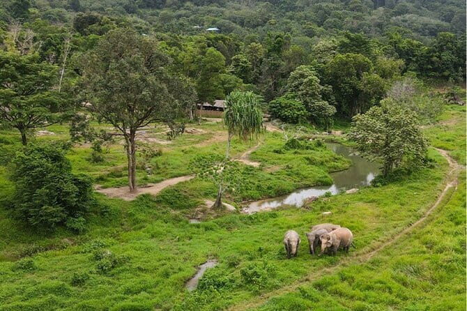 Observing Elephant Nature (NO RIDING NO BATHING) - The Experience in Detail