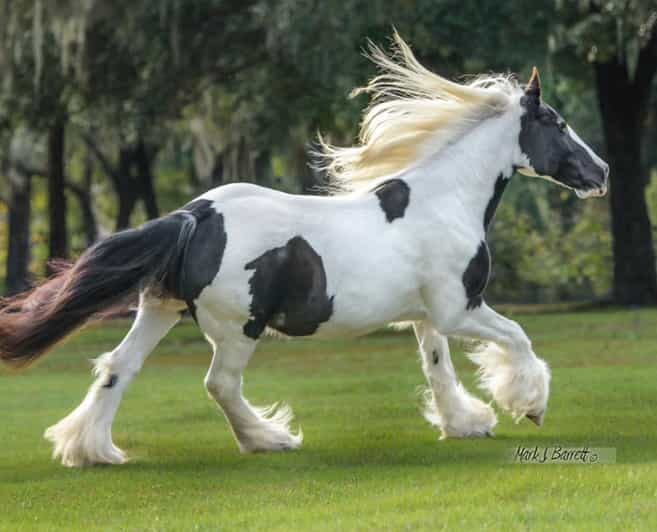 Ocala: Gypsy Gold Horse Farm Guided Walking Tour - An In-Depth Look at the Tour