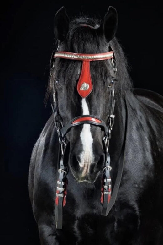 Ocala: Gypsy Gold Horse Farm Guided Walking Tour - Practical Details and Tips