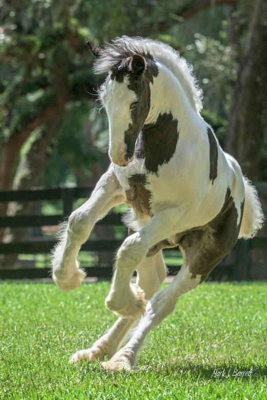 Ocala: Gypsy Gold Horse Farm Horses & History Tour - Frequently Asked Questions (FAQs)