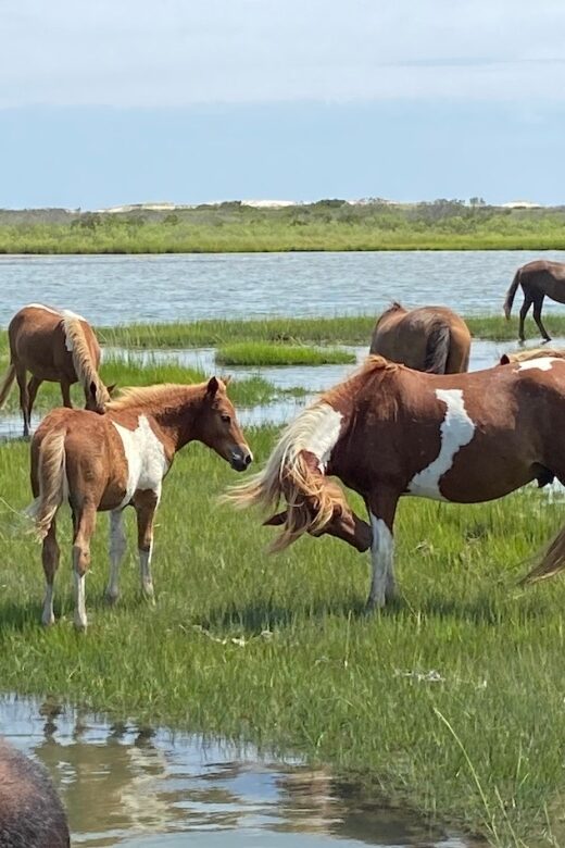 Ocean City: Assateague Island Morning Cruise - What Makes This Cruise Special?
