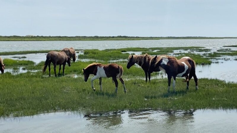 Ocean City: Assateague Island Morning Cruise - Who Would Love This Experience?