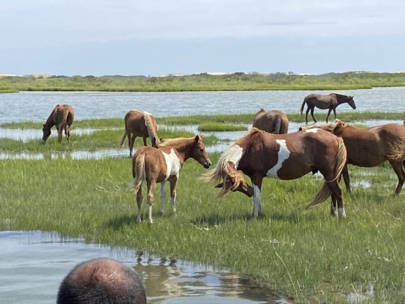 Ocean City: Assateague Island Morning Cruise - Final Thoughts