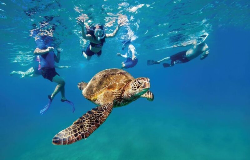 Ocean Reef Snorkeling and Paddleboarding - What to Expect on the Tour