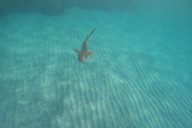 Ocean Ridge Snorkeling and Freediving Activity - Frequently Asked Questions