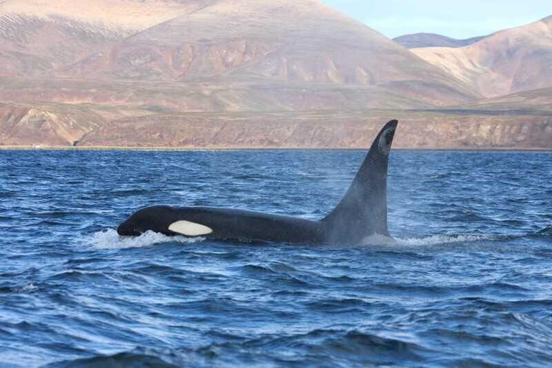 Ocean Safari in La Ventana BCS - What to Expect from the Ocean Safari
