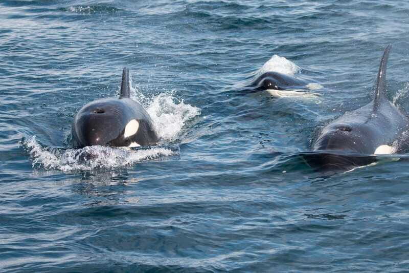 Ocean Safari in La Ventana BCS - A Day in Detail: Breaking Down the Itinerary