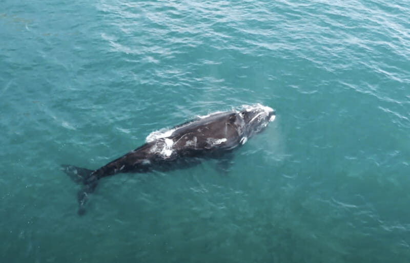 Ocean Safari in La Ventana BCS - Who Will Love This Tour?