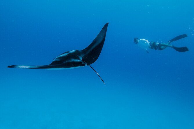 Ocean Safari: Orcas, Whales & Baja's Ocean Giants Adventure - An In-Depth Look at the Baja Ocean Safari