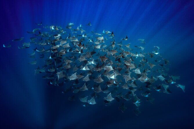 Ocean Safari: Sea Lions, Mobula Rays, Dolphins, Orcas & Whales - Exploring the Ocean Safari in Baja California Sur