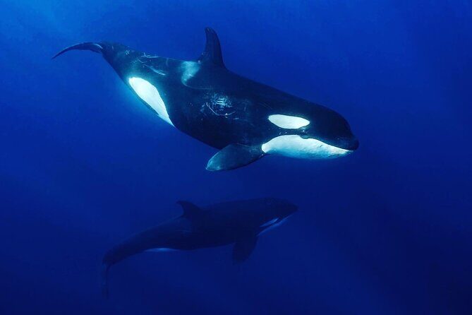 Ocean Safari: Sea Lions, Mobula Rays, Dolphins, Orcas & Whales - What Makes This Ocean Safari Special?