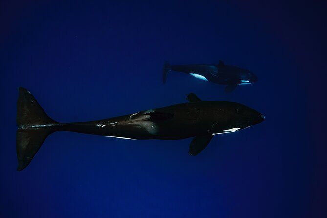 Ocean Safari: Sea Lions, Mobula Rays, Dolphins, Orcas & Whales - Practical Tips for a Memorable Trip