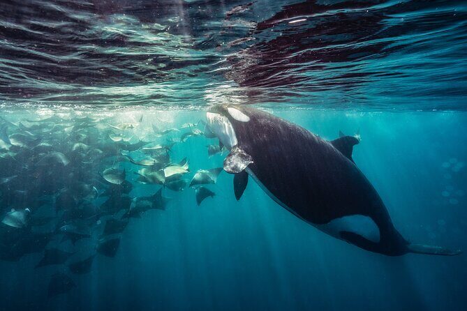 Ocean Safari: Sea Lions, Mobula Rays, Dolphins, Orcas & Whales - Why You Should Consider This Tour