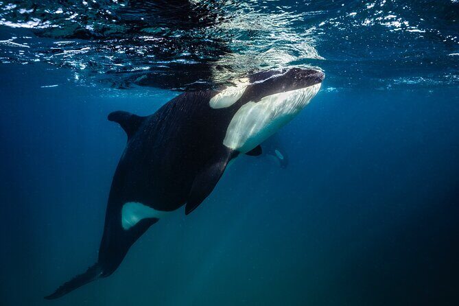 Ocean Safari: Sea Lions, Mobula Rays, Dolphins, Orcas & Whales - Who Will Love This Trip?