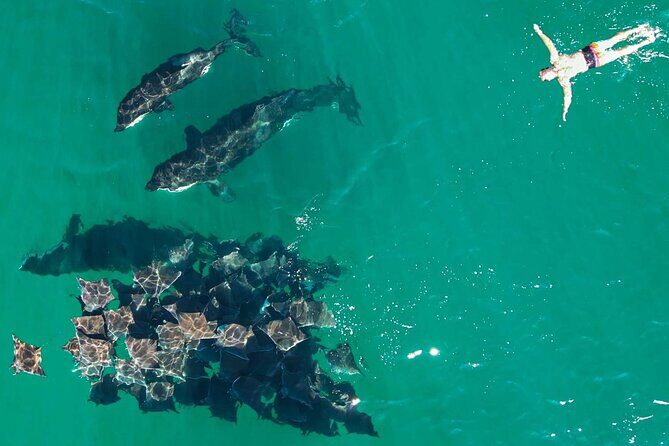 Ocean Safari: Sea Lions, Mobula Rays, Dolphins, Orcas & Whales - Frequently Asked Questions
