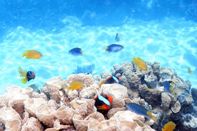 Ocean Spirit Sail to Michaelmas Cay Snorkel or Dive, from Cairns - Final Thoughts: Is This Tour Worth It?