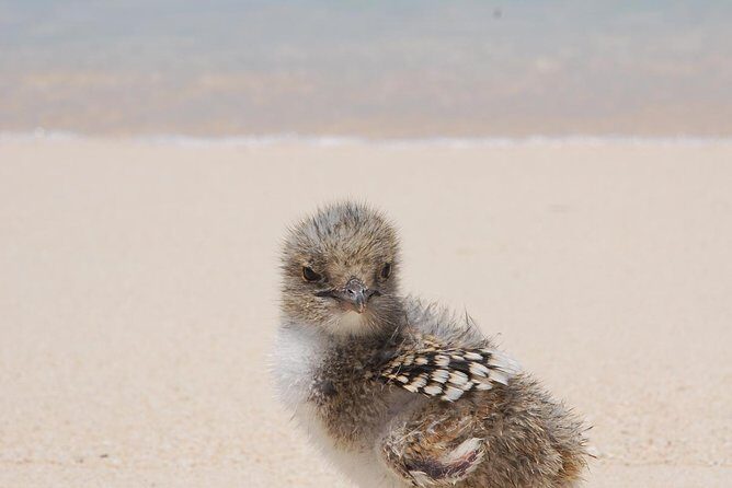 Ocean Spirit Sail to Michaelmas Cay Snorkel or Dive, from Cairns - Frequently Asked Questions