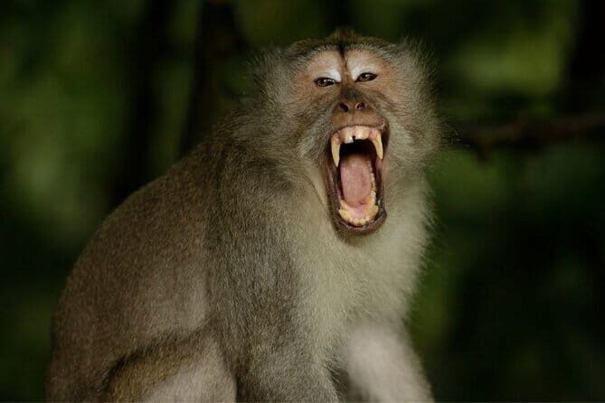 Ocean Walker with Tanah Lot Sea Temple Tour - Alas Kedaton Monkey Forest