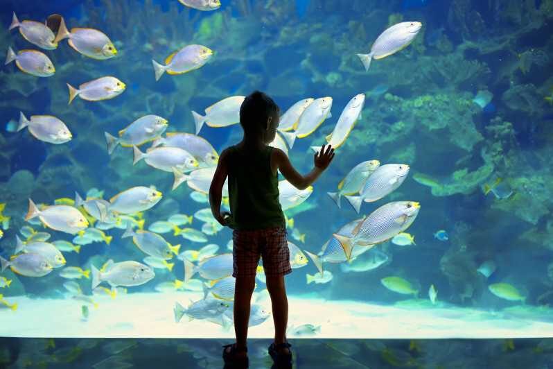 Oceanographic Museum of Monaco Ticket - Authentic Experiences & Visitor Insights