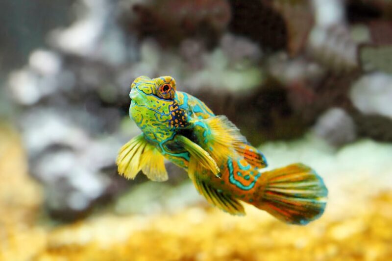 Oceanographic Museum of Monaco Ticket - Who Will Love This Museum?