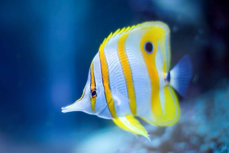 Oceanographic Museum of Monaco Ticket - Final Thoughts: Is It Worth the Price?