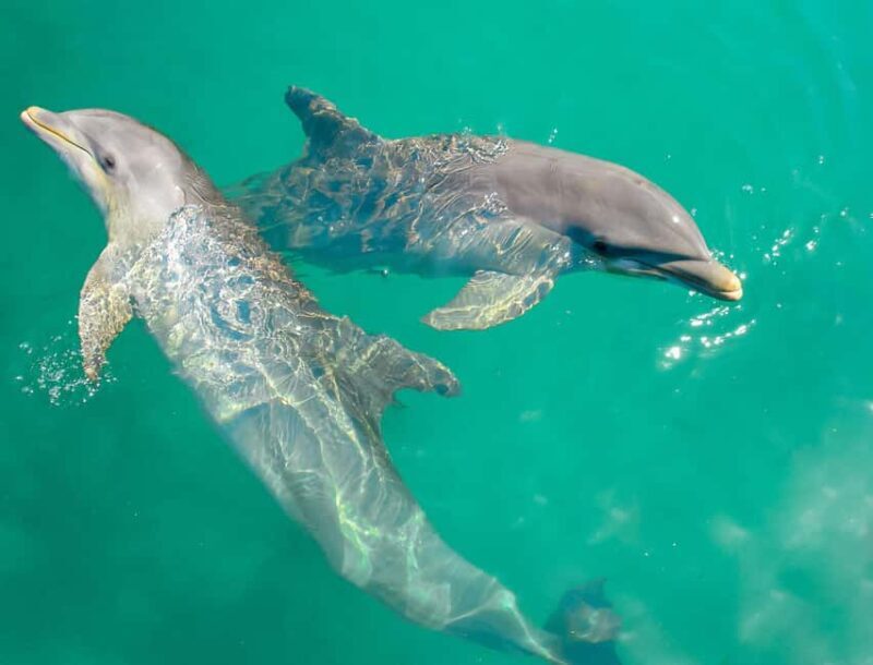 Ocho Rios: Dolphin Cove and Dunn's River Falls from Mobay - Frequently Asked Questions