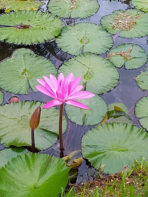 Ocho Rios: Food Walking Tour - Introduction