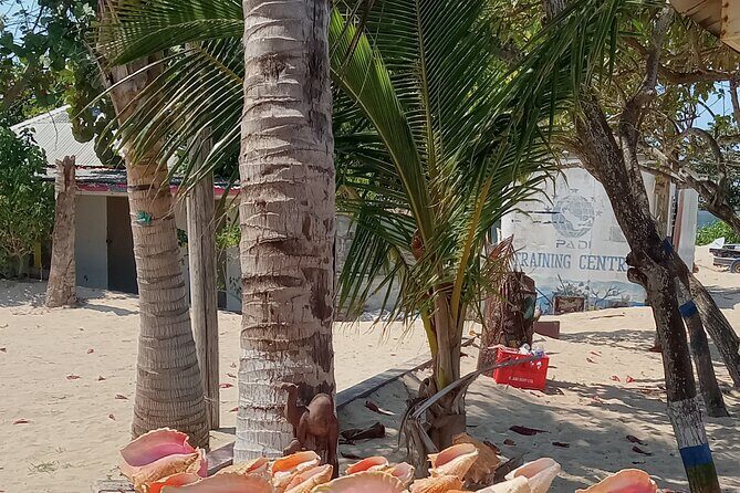 Ocho Rios Scenic Views, Culture and Adventure - FAQ