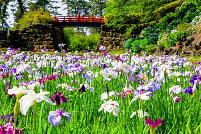 Odawara: Guided Ninja & Samurai Tour of Odawara Castle - Key Points