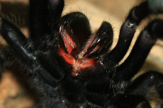 Off Road Safari and Khao Lak National Park Group Tour - Final Thoughts