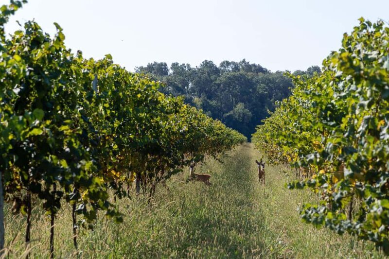 Off-road tour through vineyards and organic wine tasting Villa Bogdano 1880 - A Closer Look at the Experience