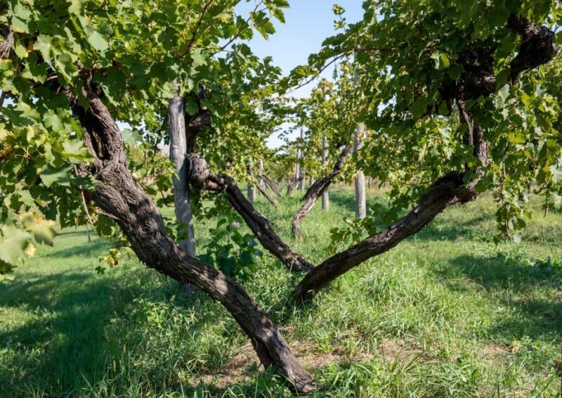 Off-road tour through vineyards and organic wine tasting Villa Bogdano 1880 - Authenticity and Experience Value