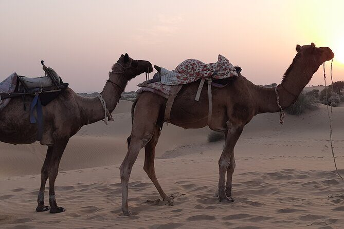 Off the beaten track overnight Camel Safari Tour Jaisalmer - A Thorough Look at the Experience