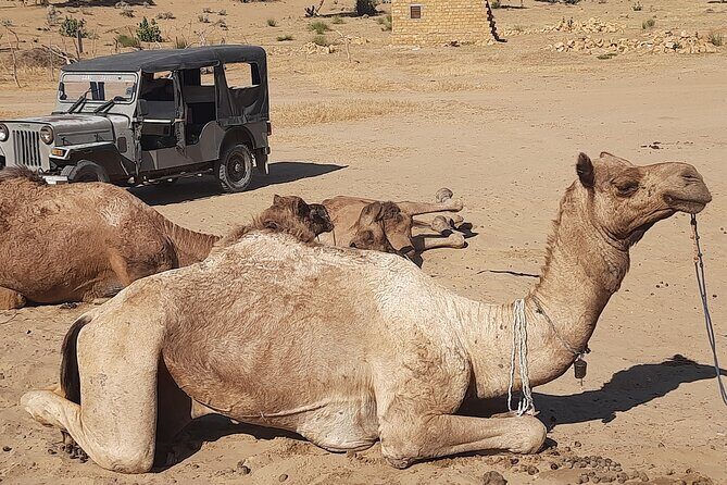 Off the beaten track overnight Camel Safari Tour Jaisalmer - The Sum Up